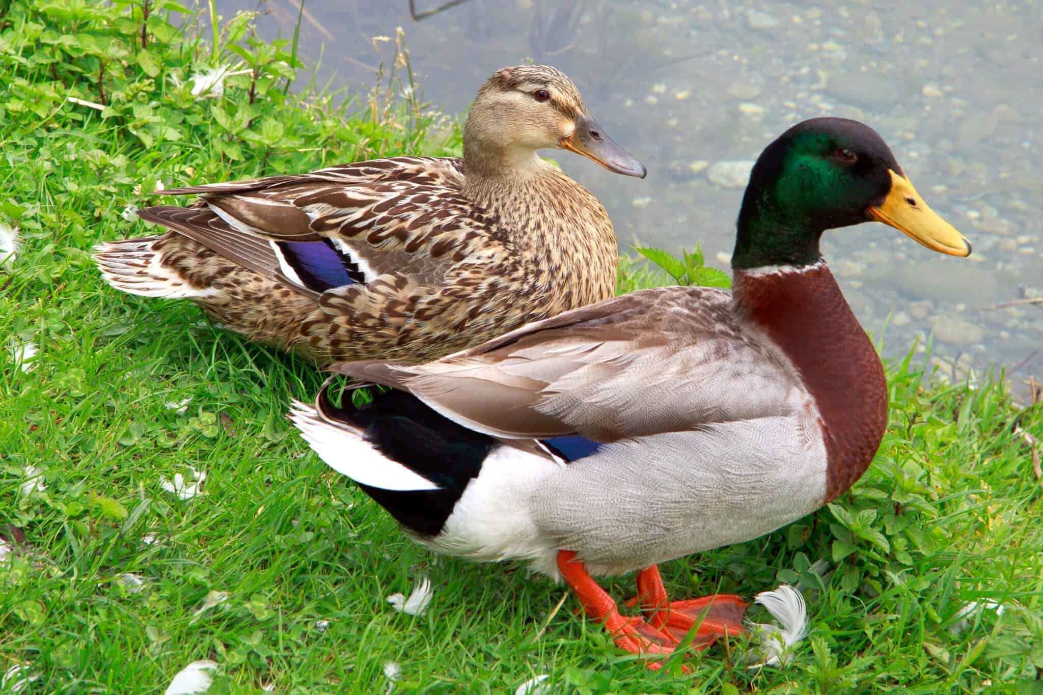 Male vs. Female Mallards: What's the Difference?