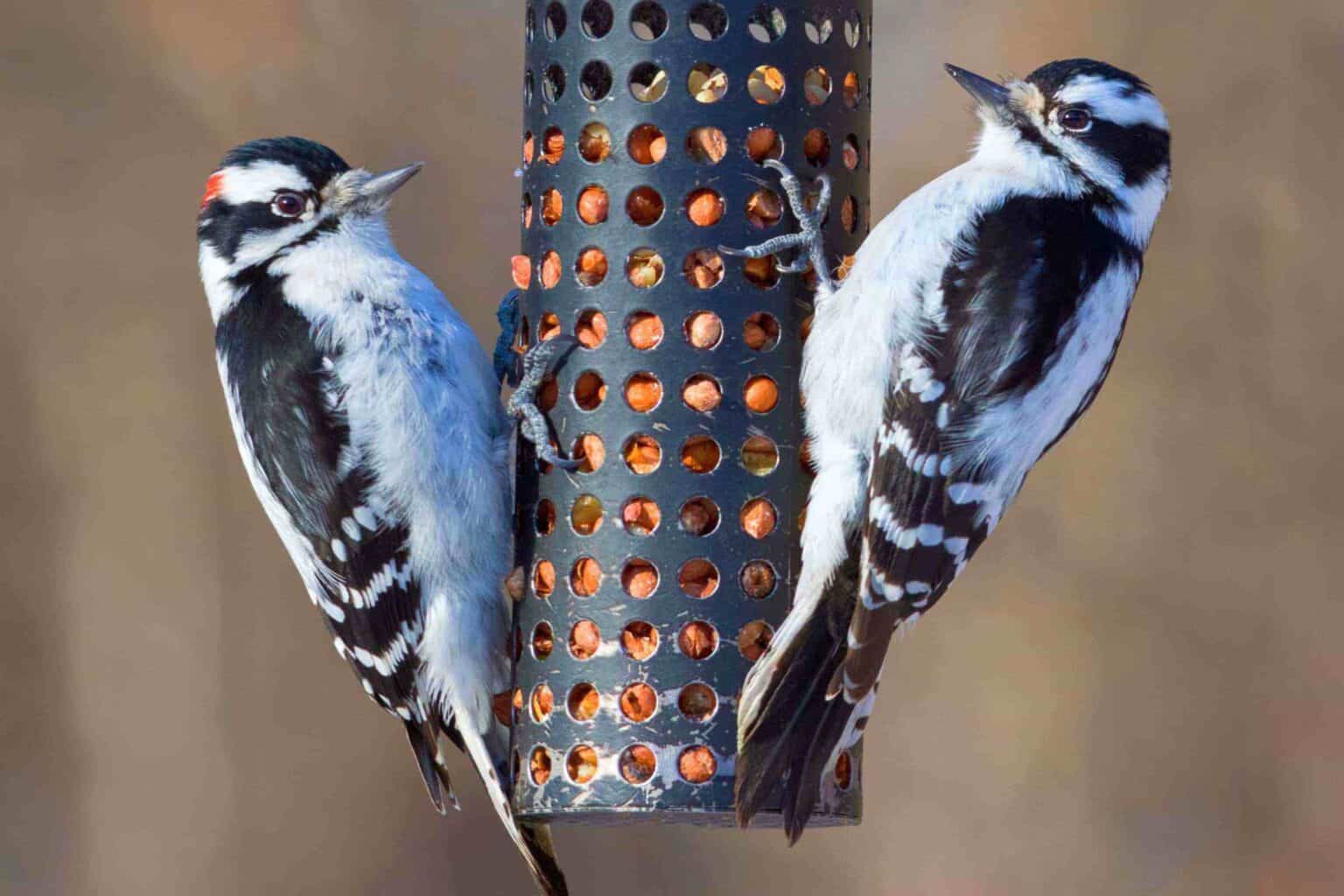 Male vs. Female Woodpeckers (in 22 Different Species)