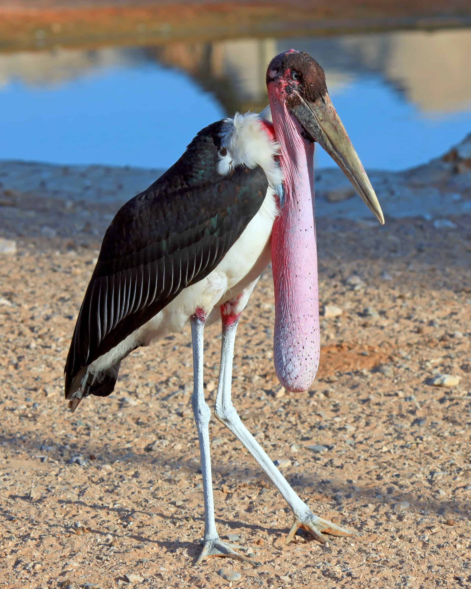 15 Birds That Eat Dead Animals (Carrion & Scavenger Birds)