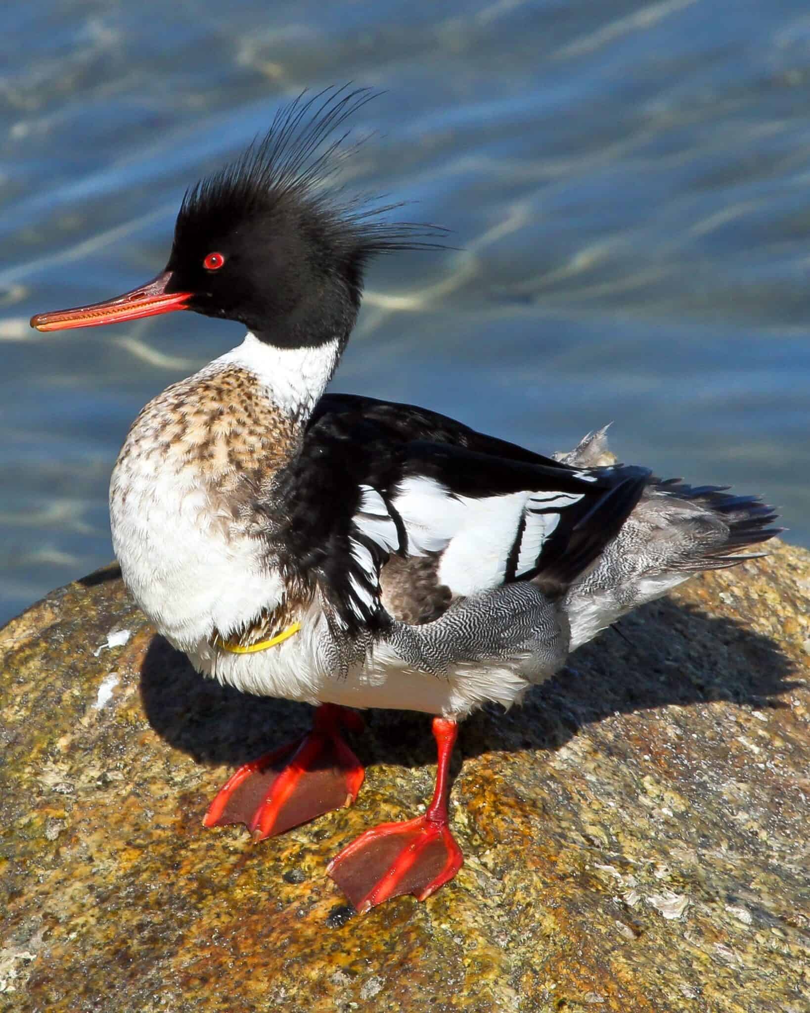 13 Different Types of Ducks (With Examples & Pictures)