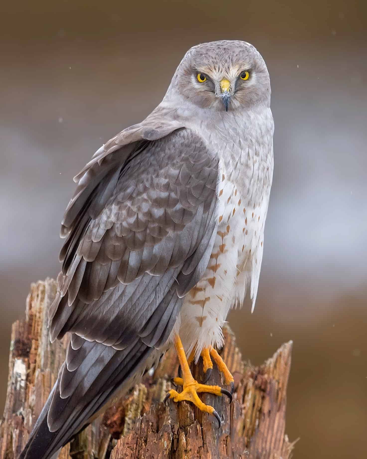 15 Birds That Eat Dead Animals (Carrion & Scavenger Birds)