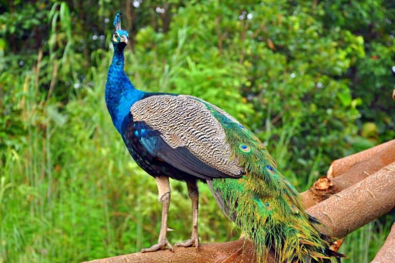 How Much Does a Peacock Cost? (2026 Price Guide)