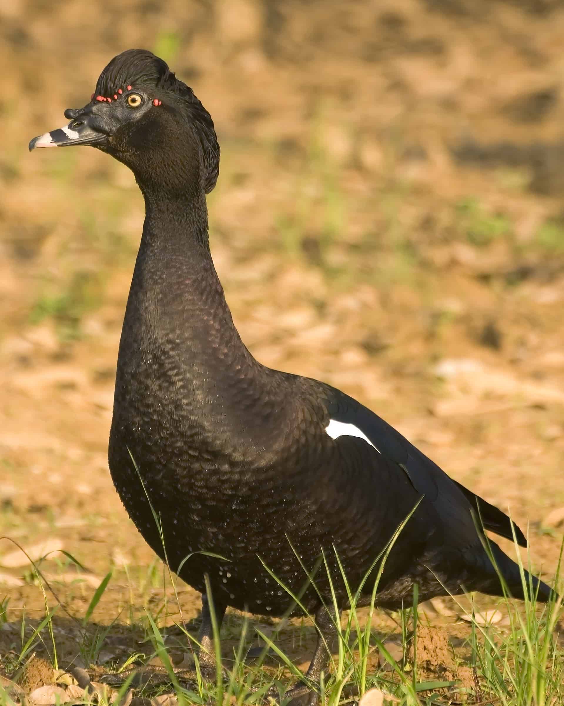 13 Different Types of Ducks (With Examples & Pictures)