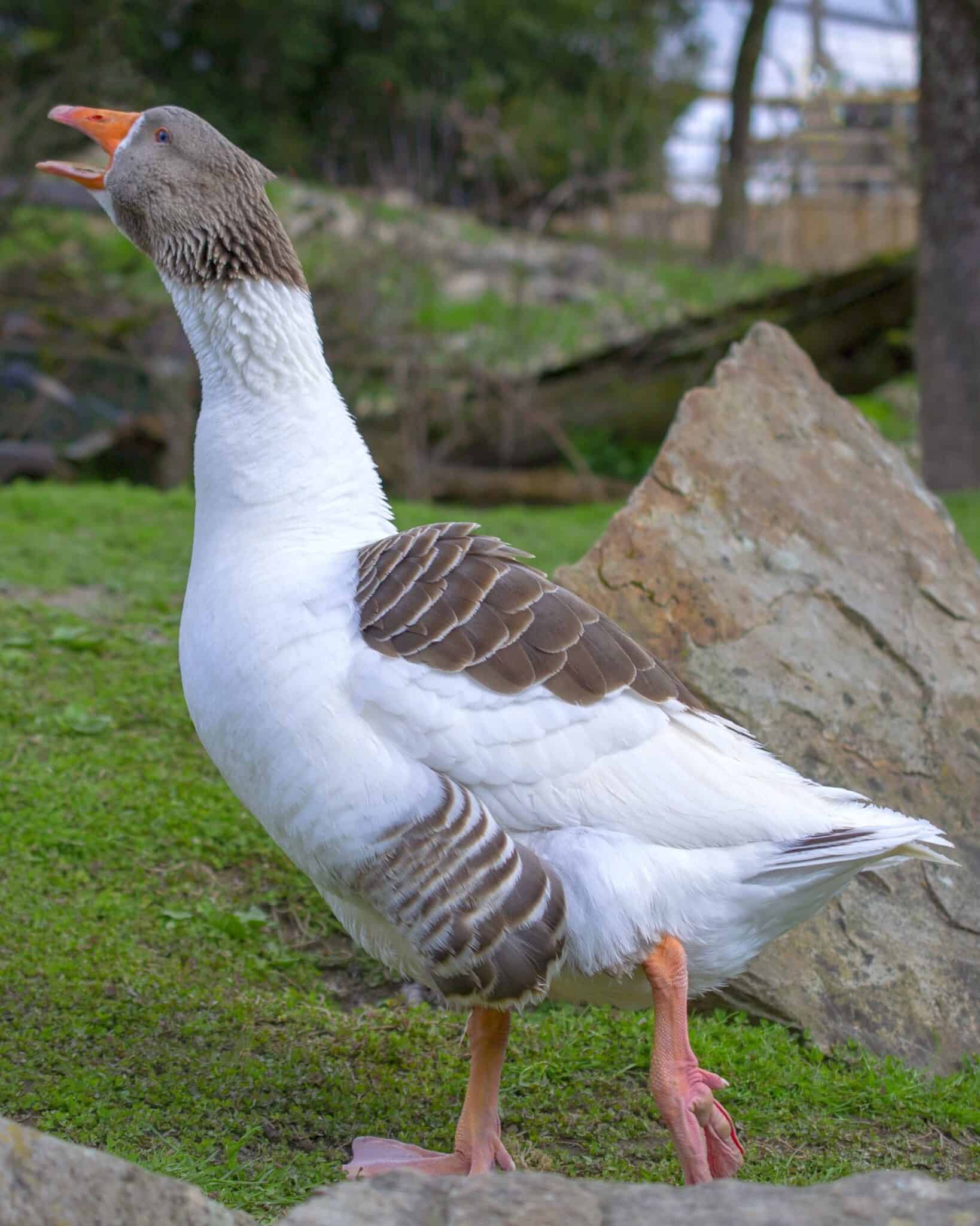 30 Different Types of Geese Breeds