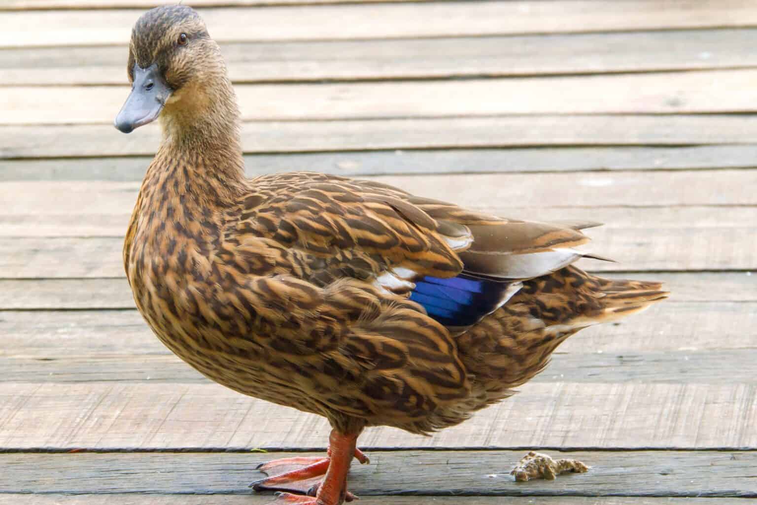 Duck Poop 101: Everything You Need to Know!