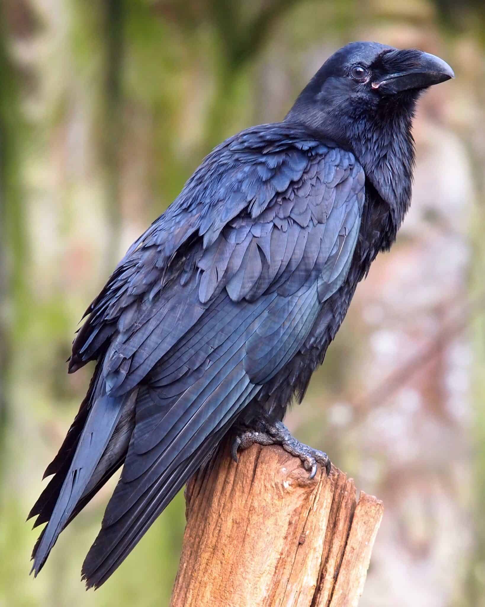 15 Birds That Eat Dead Animals (Carrion & Scavenger Birds)