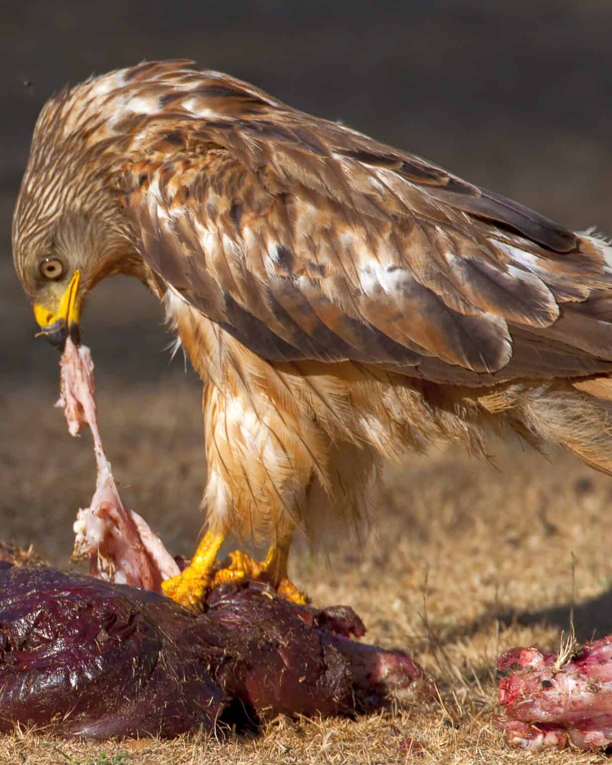 15 Birds That Eat Dead Animals (Carrion & Scavenger Birds)