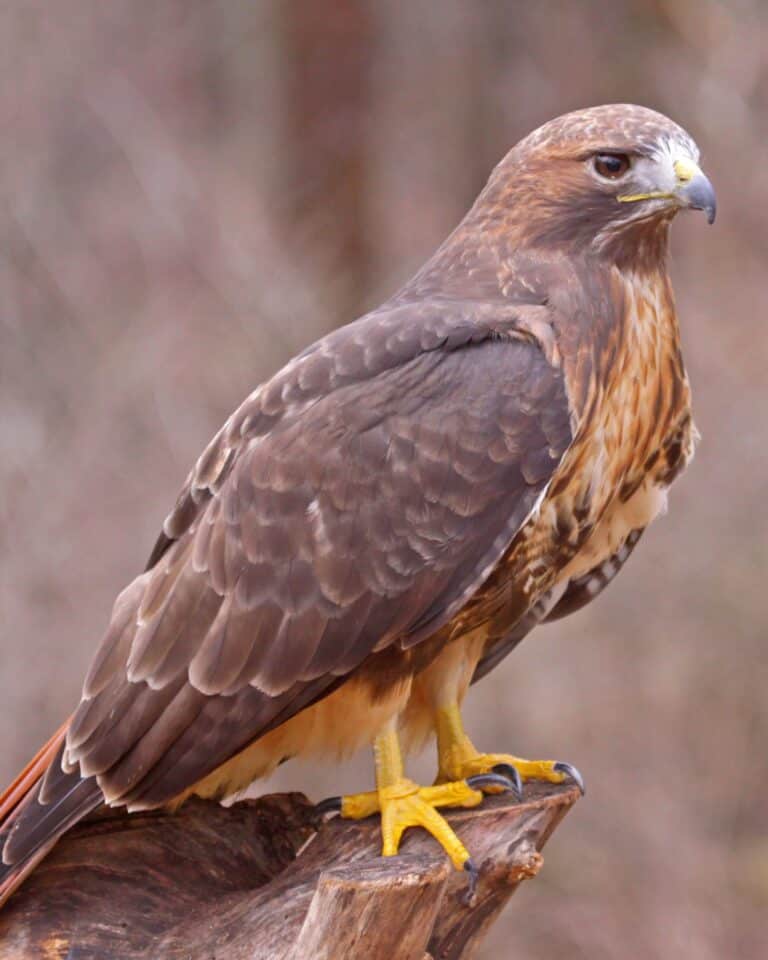 15 Birds That Eat Dead Animals (Carrion & Scavenger Birds)