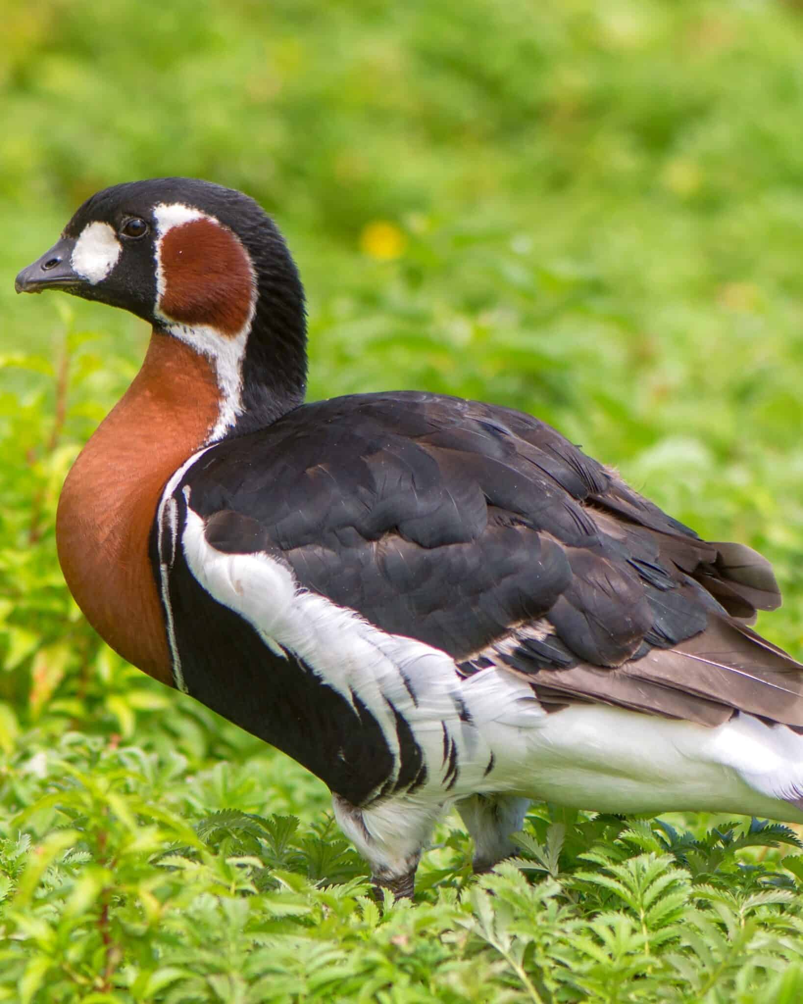 30 Different Types of Geese Breeds