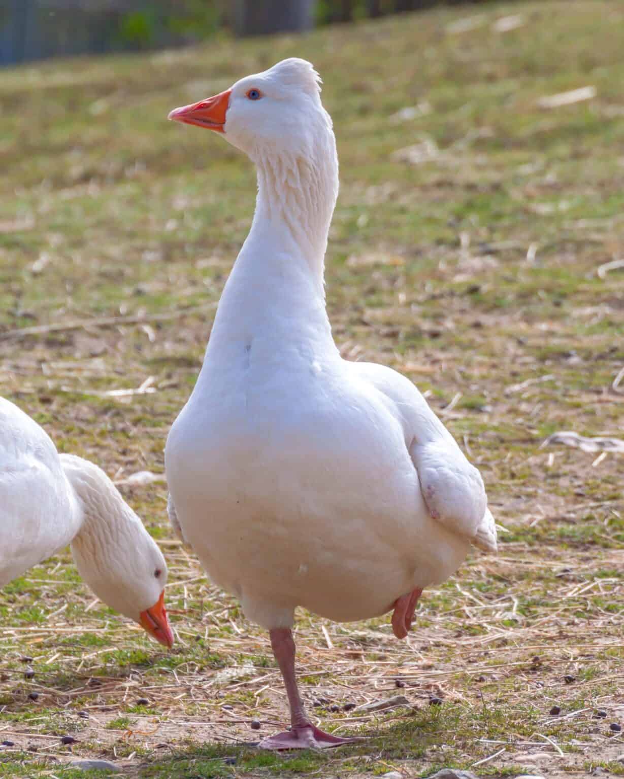 30 Different Types of Geese Breeds