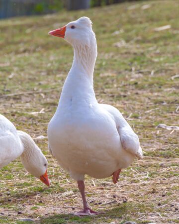 30 Different Types of Geese Breeds