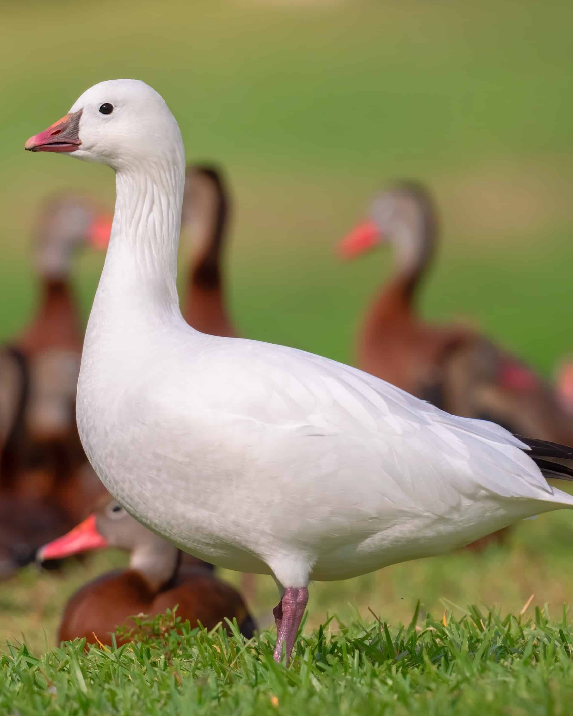 30 Different Types of Geese Breeds