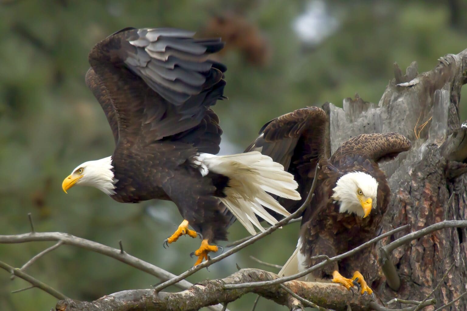 15 Birds That Eat Dead Animals (Carrion & Scavenger Birds)
