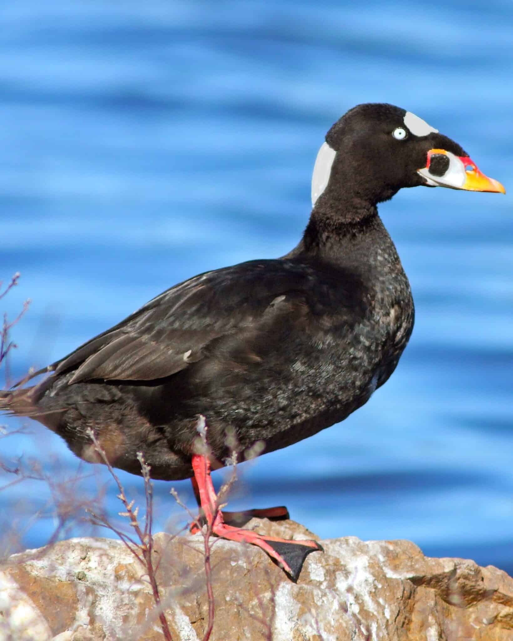 13 Different Types of Ducks (With Examples & Pictures)