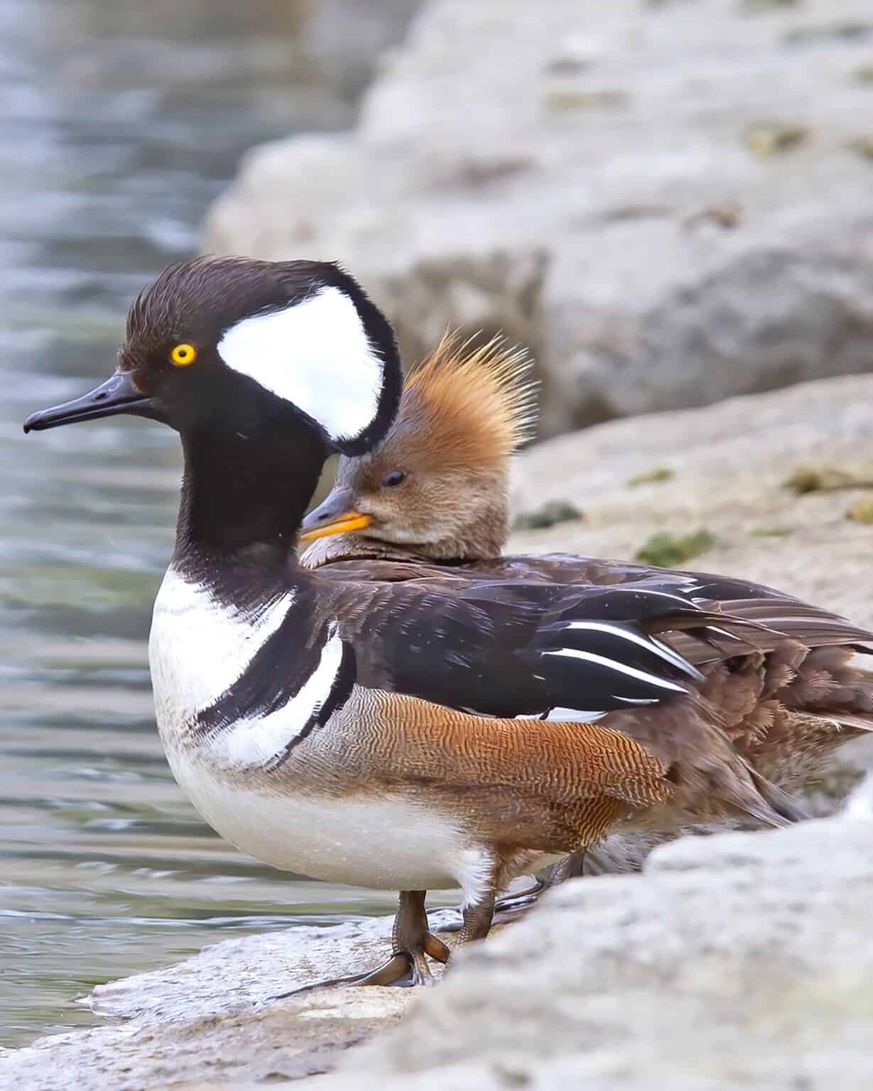 13 Different Types of Ducks (With Examples & Pictures)