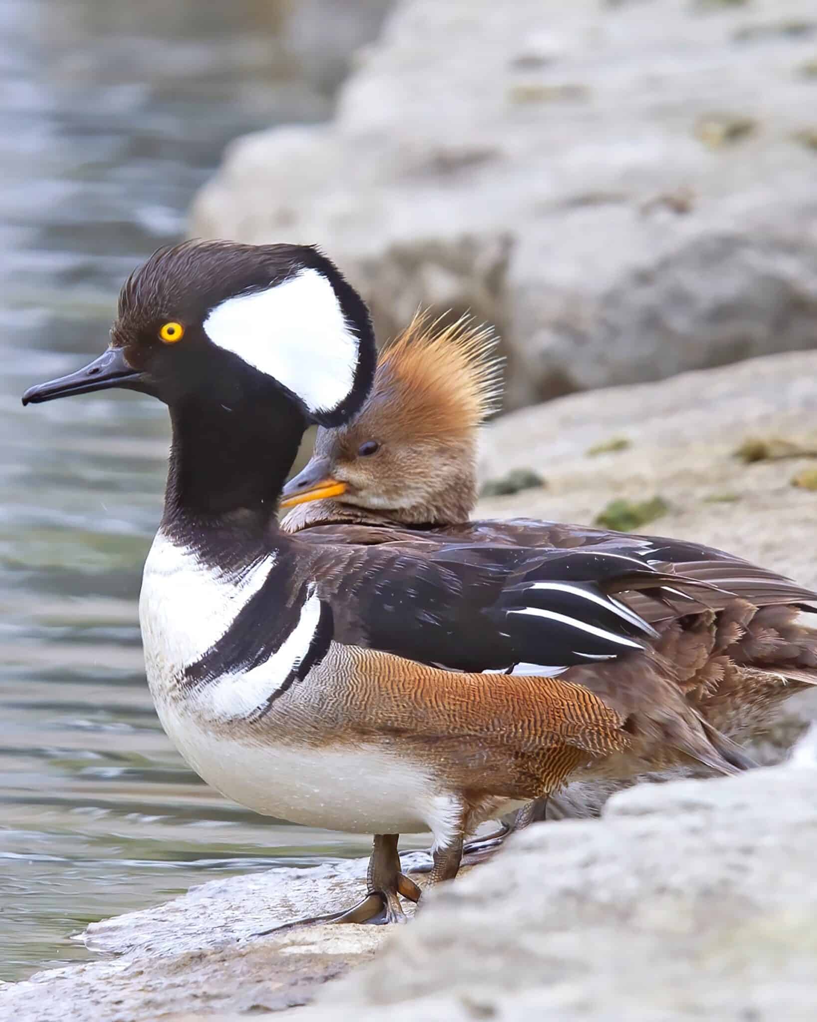 13 Different Types of Ducks (With Examples & Pictures)