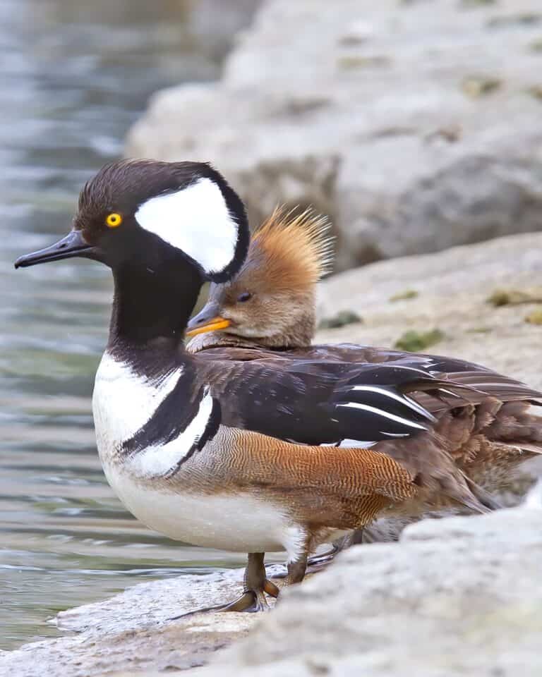 13 Different Types of Ducks (With Examples & Pictures)