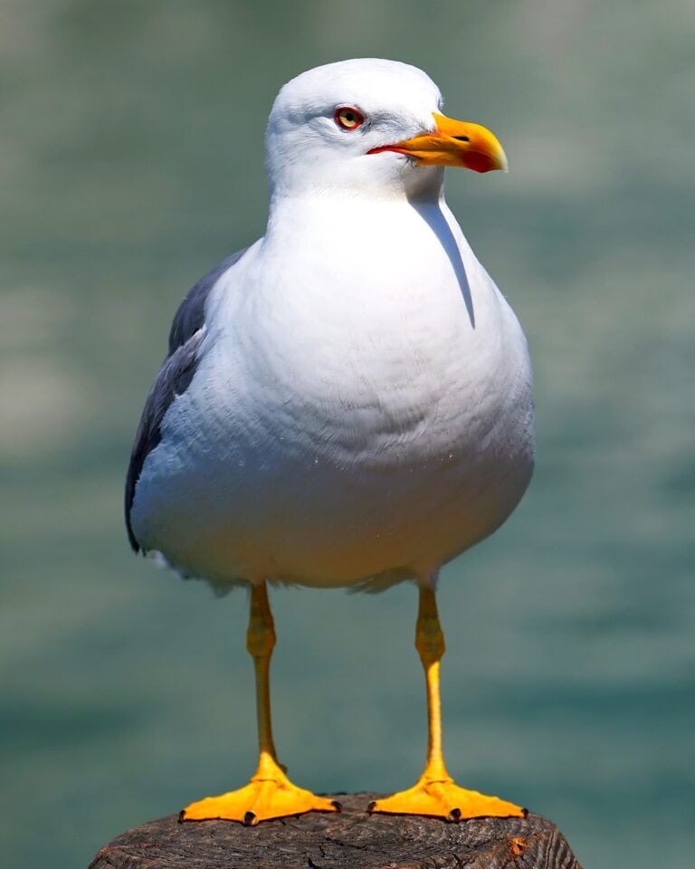 15 Birds That Eat Dead Animals (Carrion & Scavenger Birds)