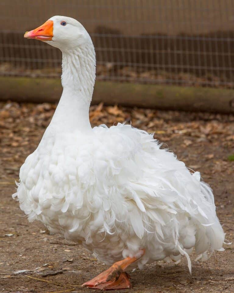 30 Different Types of Geese Breeds