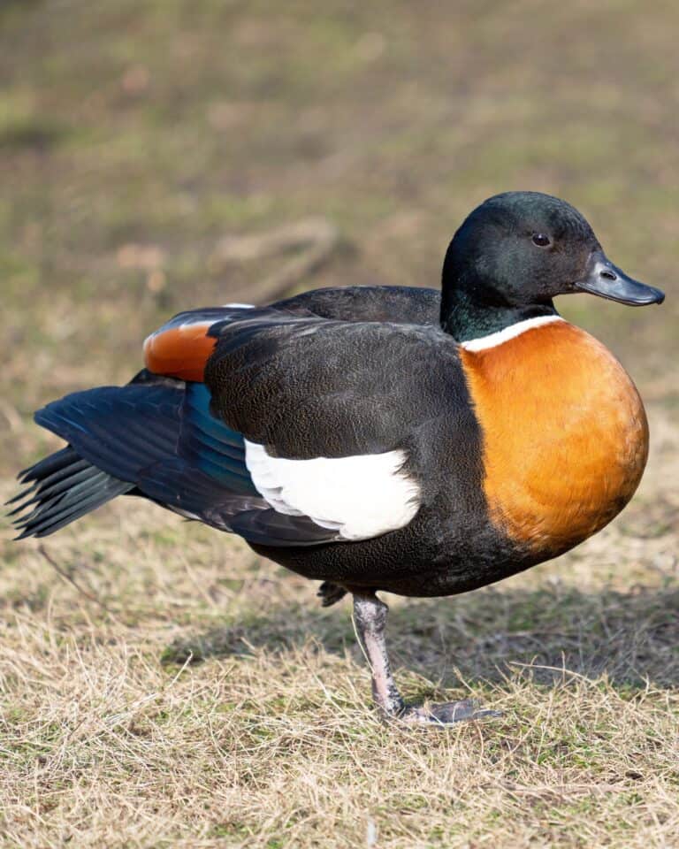 13 Different Types of Ducks (With Examples & Pictures)