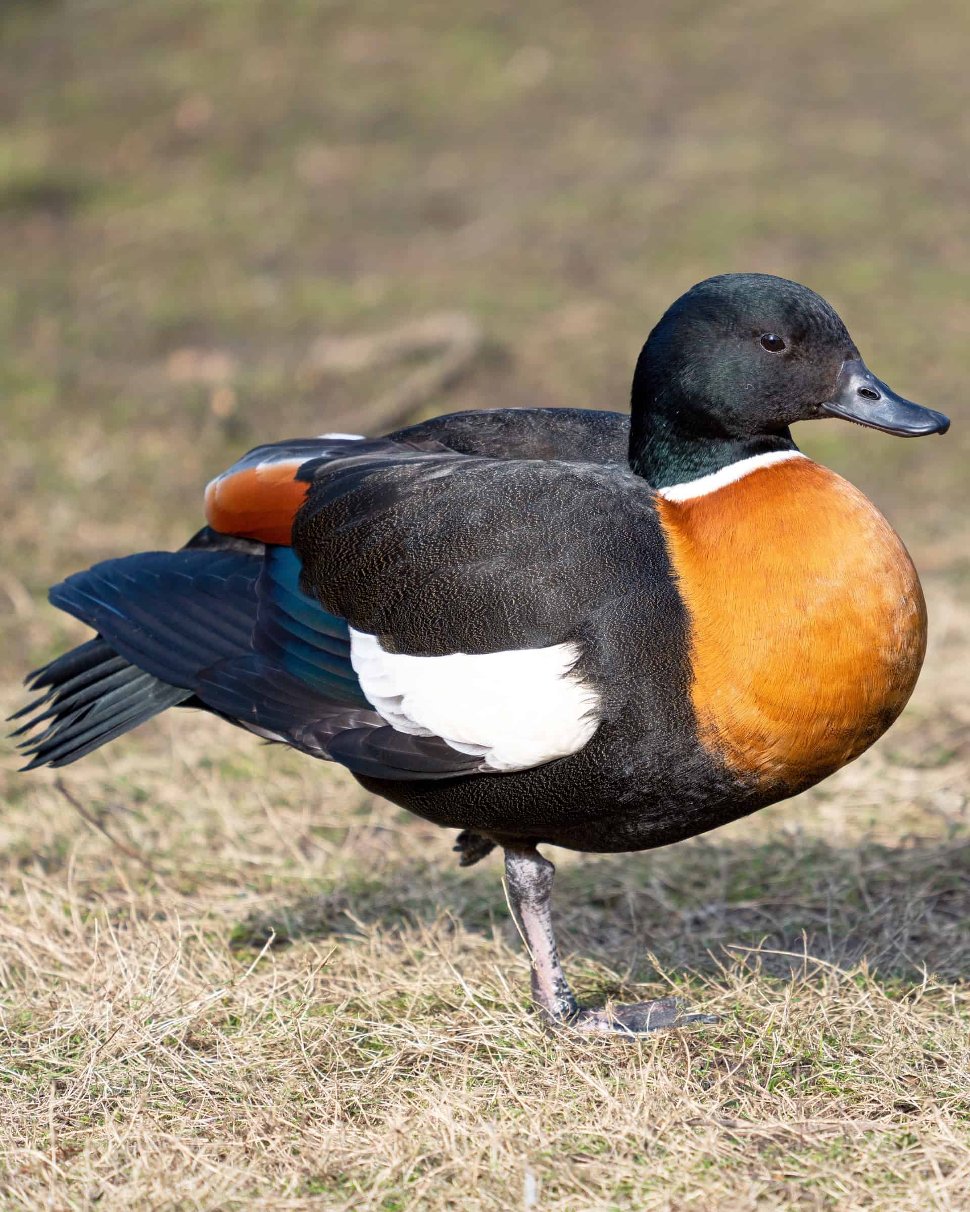 13 Different Types of Ducks (With Examples & Pictures)