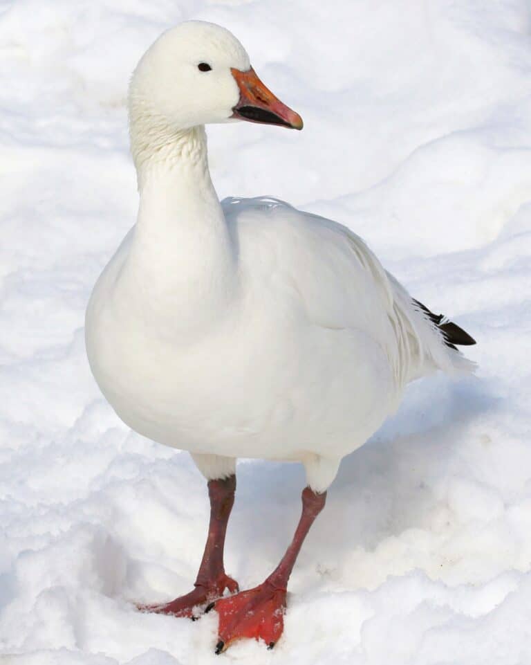 30 Different Types of Geese Breeds