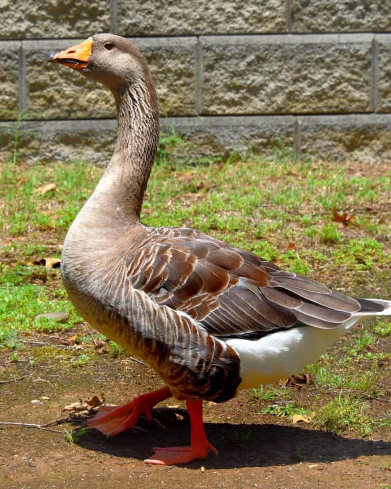 30 Different Types of Geese Breeds