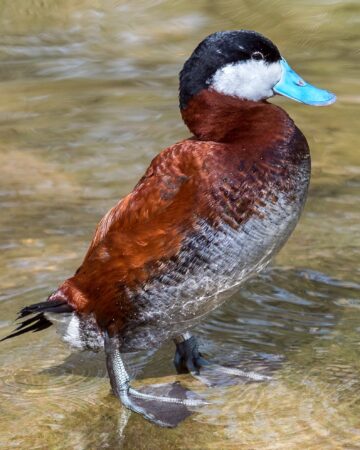 13 Different Types of Ducks (With Examples & Pictures)