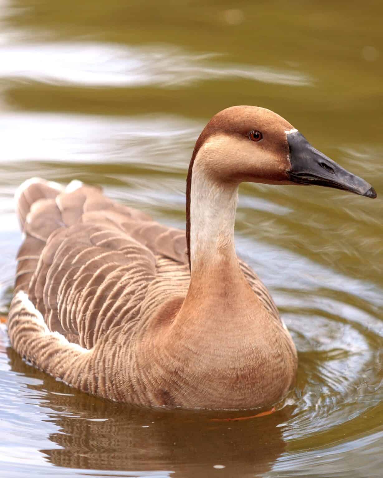 30 Different Types of Geese Breeds