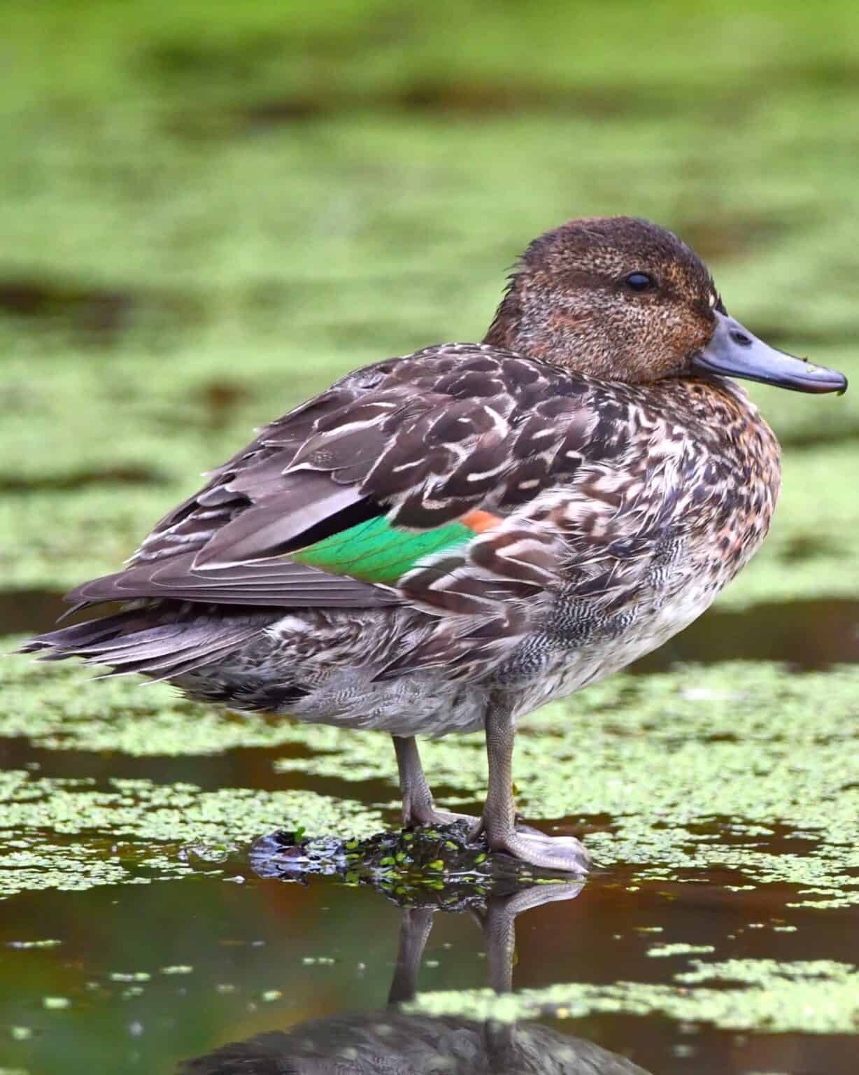 13 Different Types of Ducks (With Examples & Pictures)