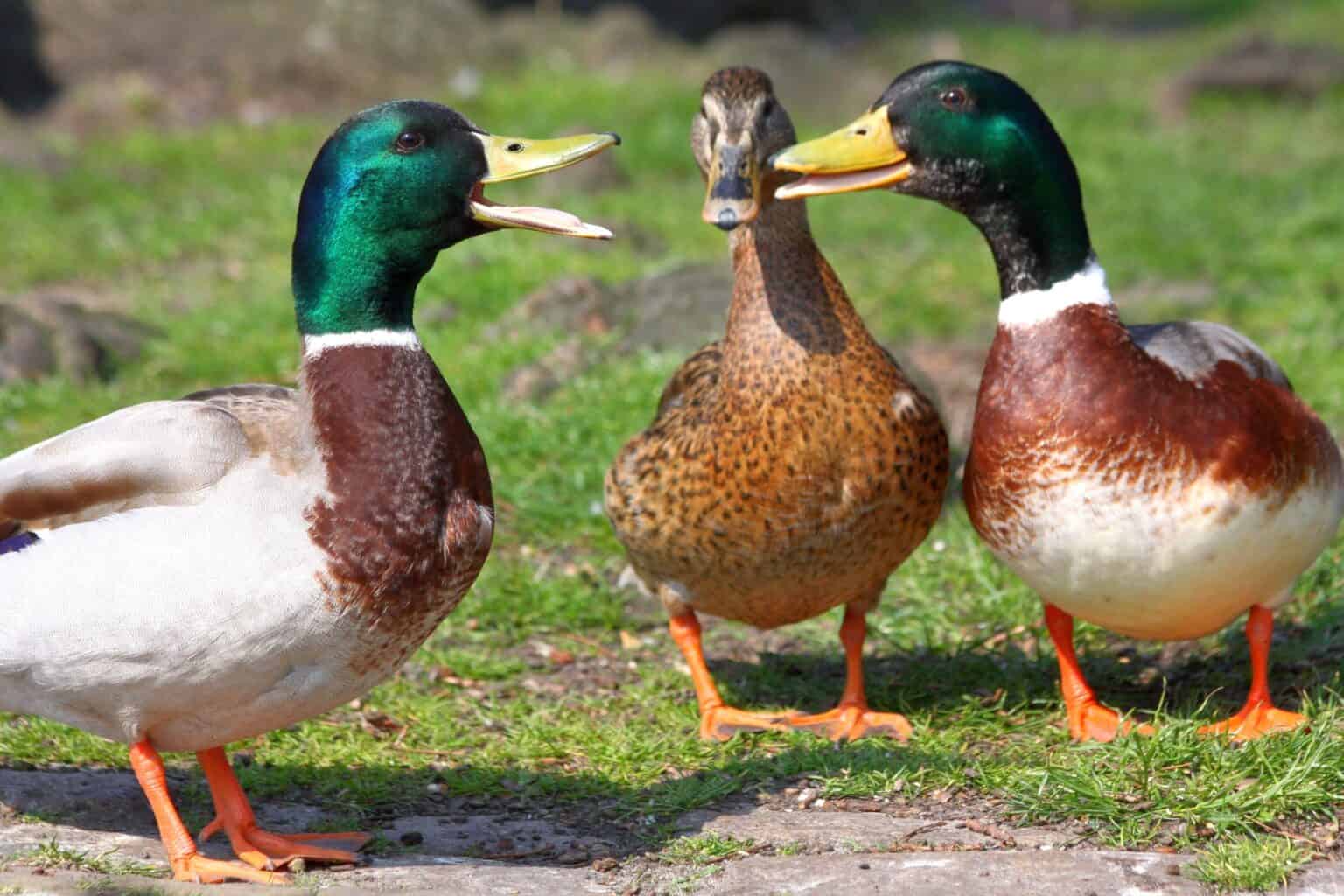 13 Different Types of Ducks (With Examples & Pictures)