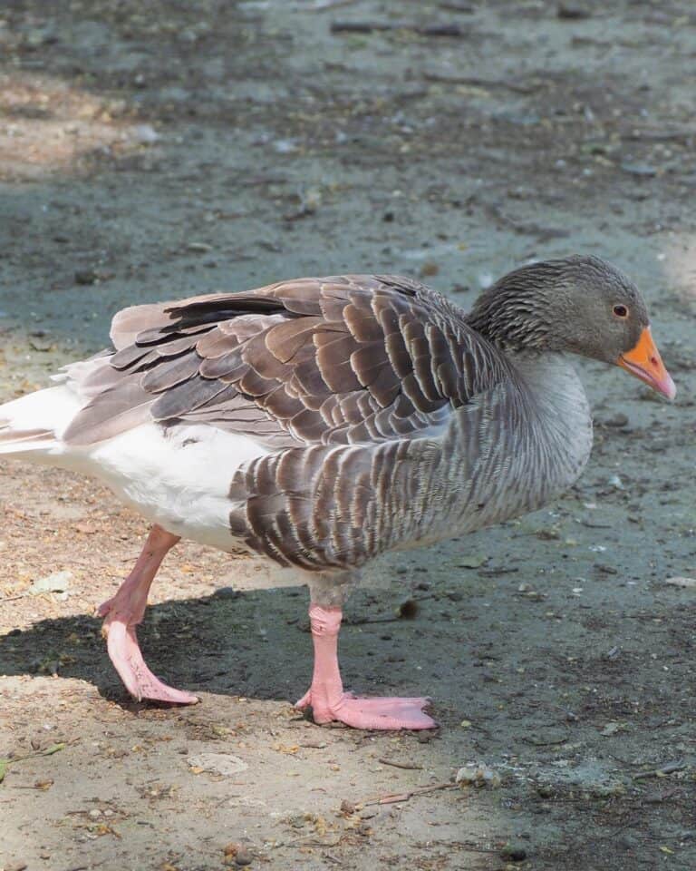 30 Different Types of Geese Breeds