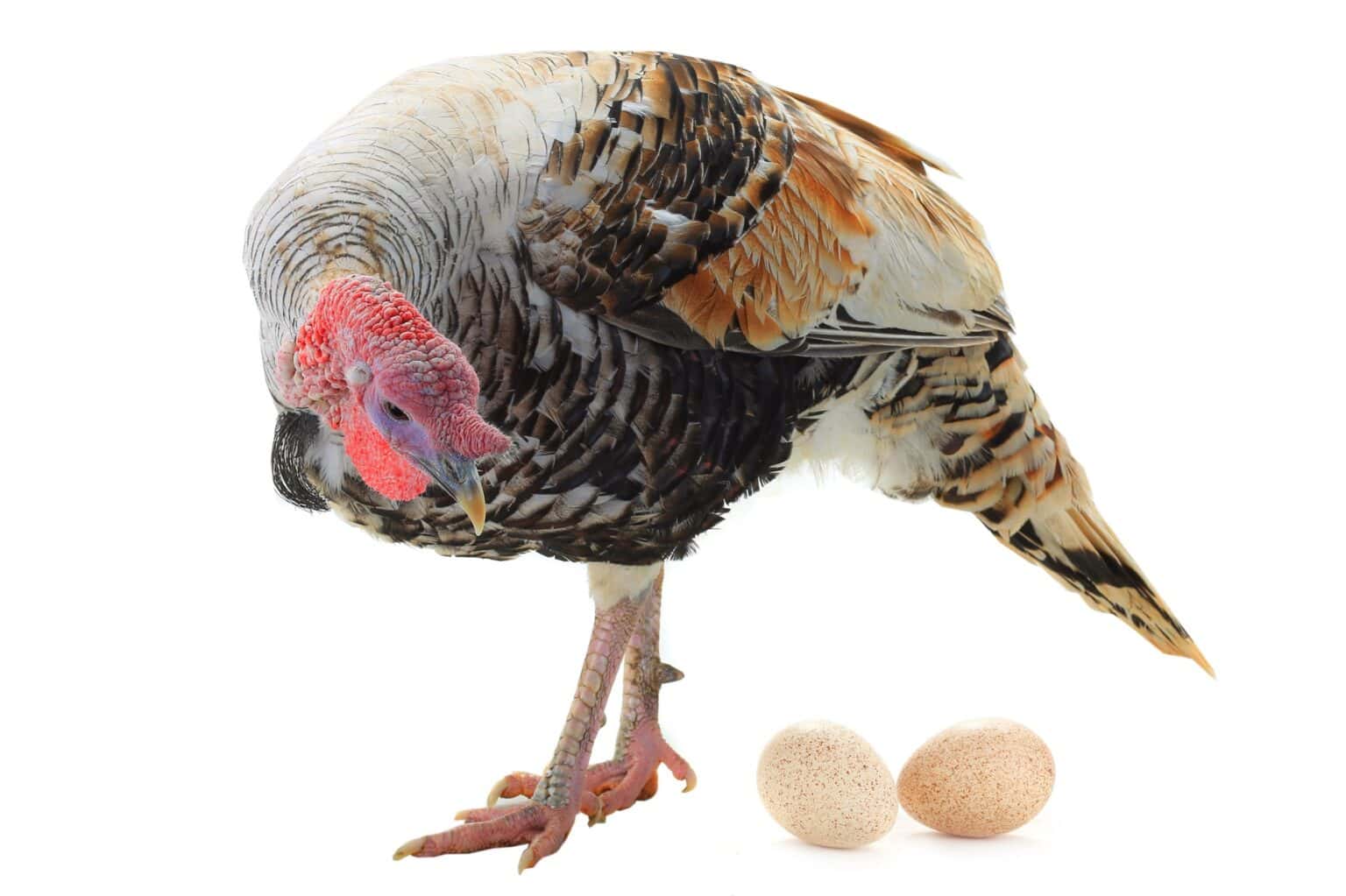 4 Reasons Why We Don't Eat Turkey Eggs - Bird Helpful