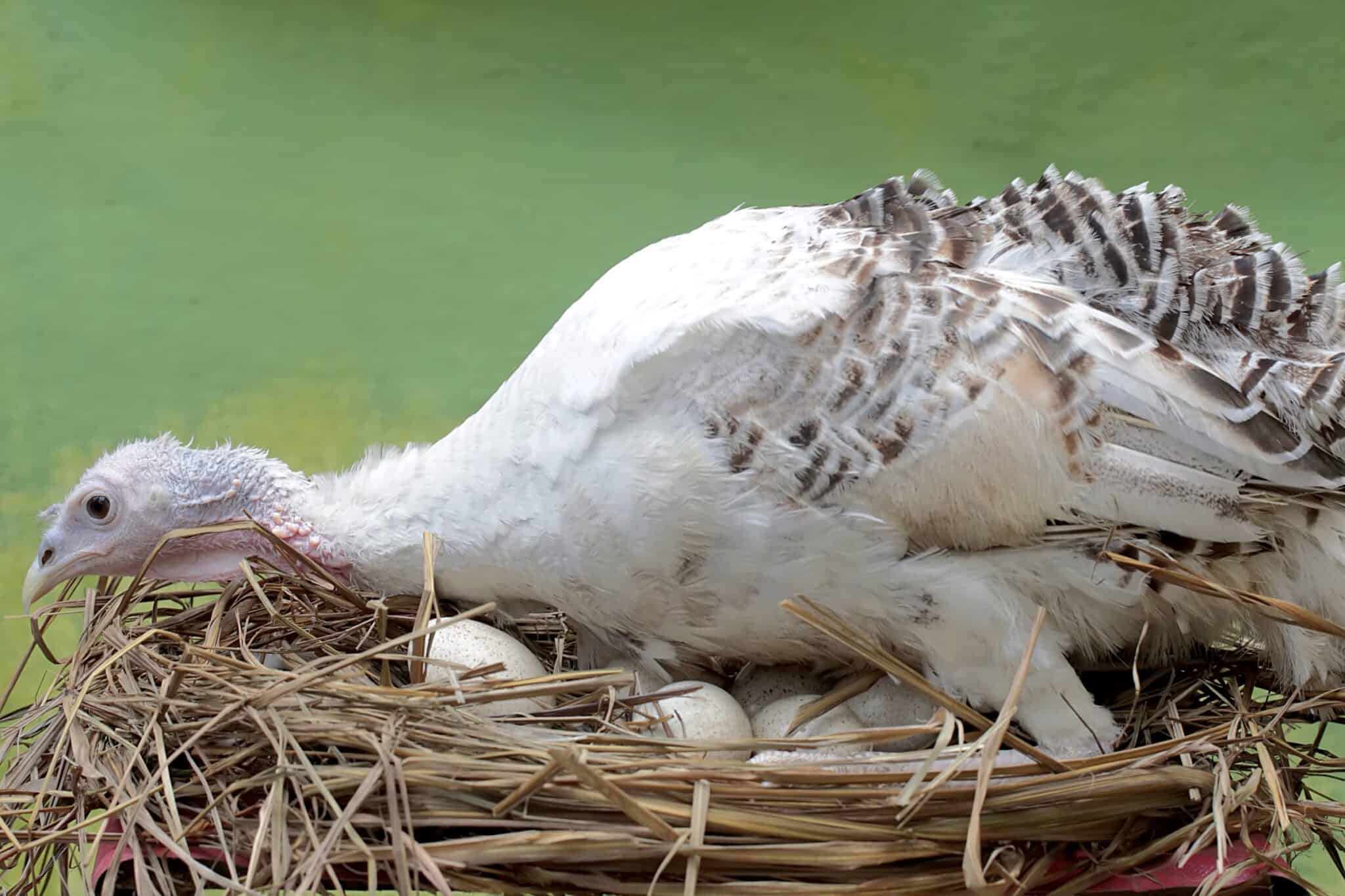 4 Reasons Why We Don't Eat Turkey Eggs - Bird Helpful