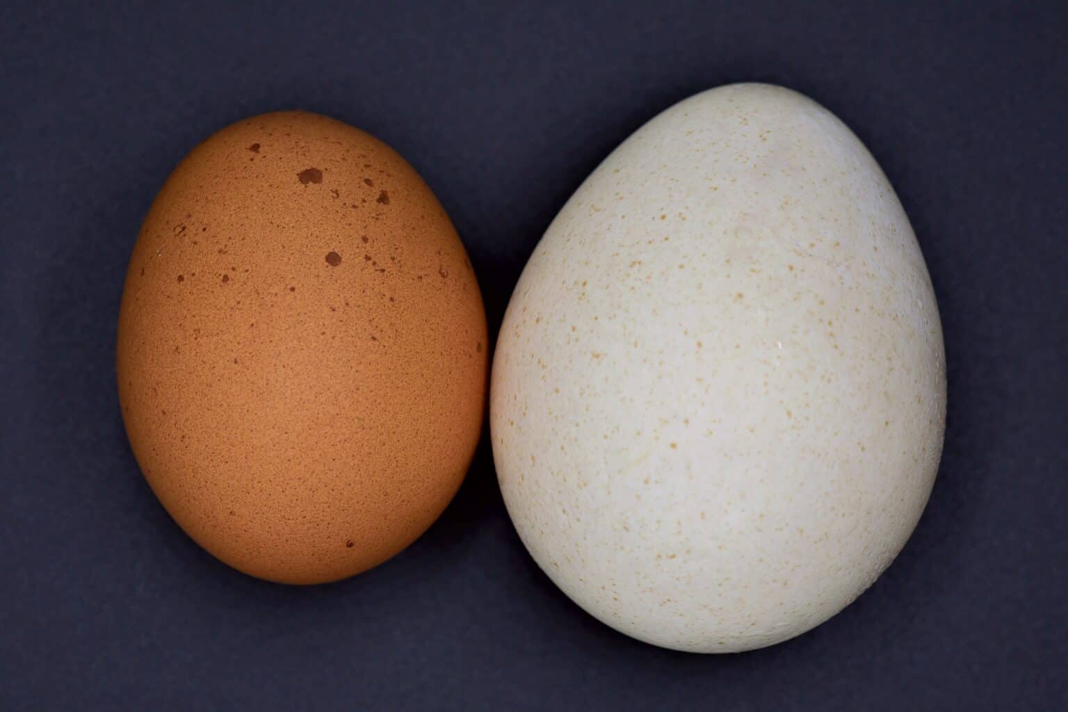 4 Reasons Why We Don't Eat Turkey Eggs - Bird Helpful