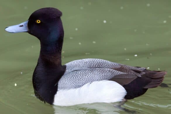 16 Birds With Long Tails (Long-Tailed Birds)