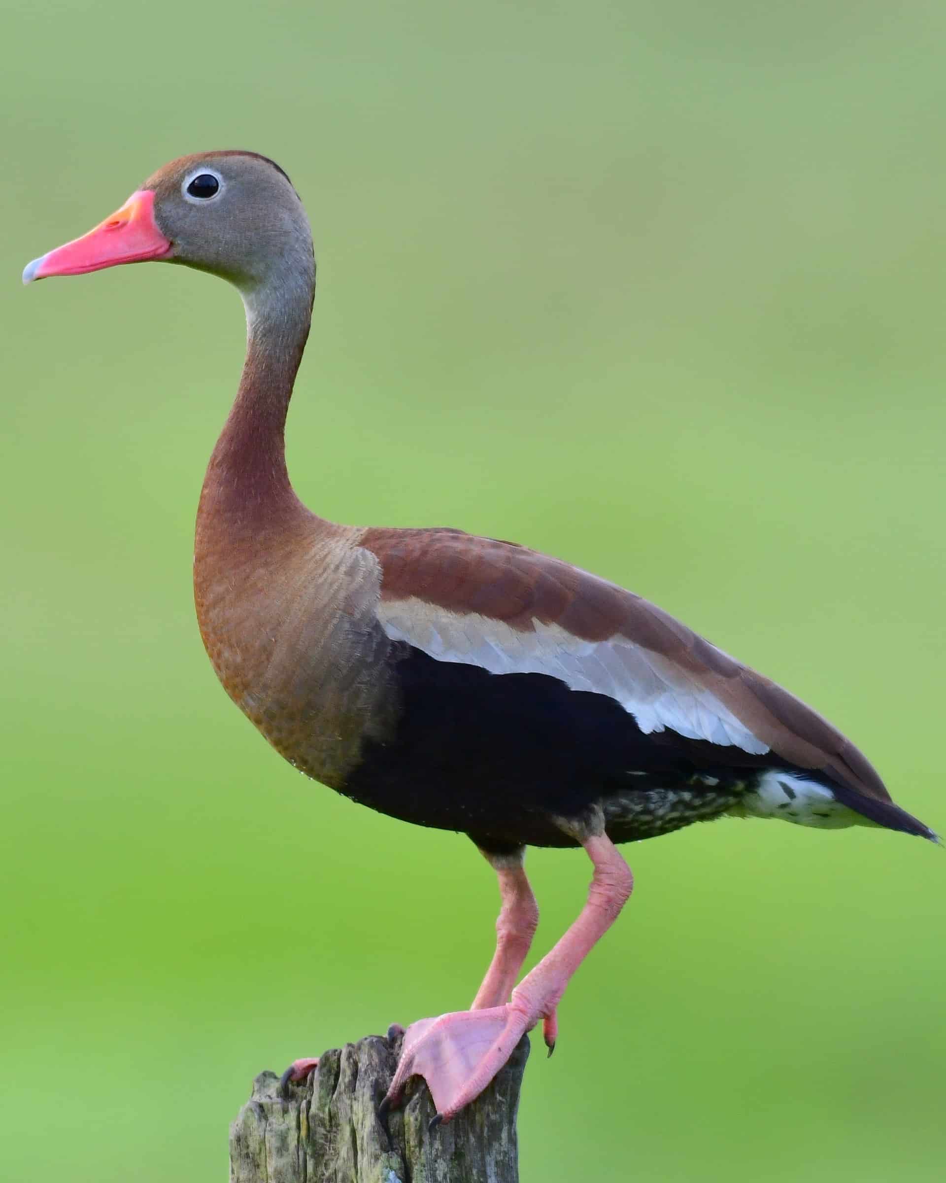 13 Different Types of Ducks (With Examples & Pictures)