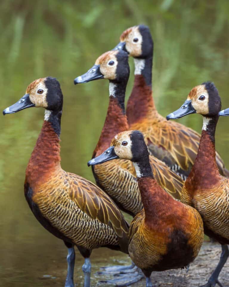16 Ducks With White Heads (With Pictures & ID Guide)