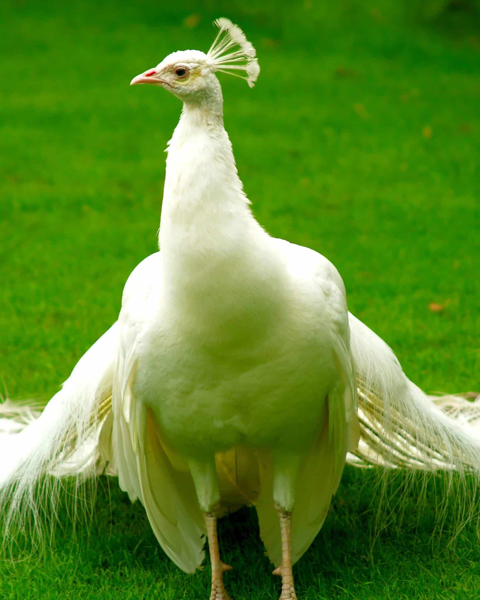 How Much Does a Peacock Cost? (2026 Price Guide)
