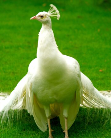 How Much Does a Peacock Cost? (2026 Price Guide)