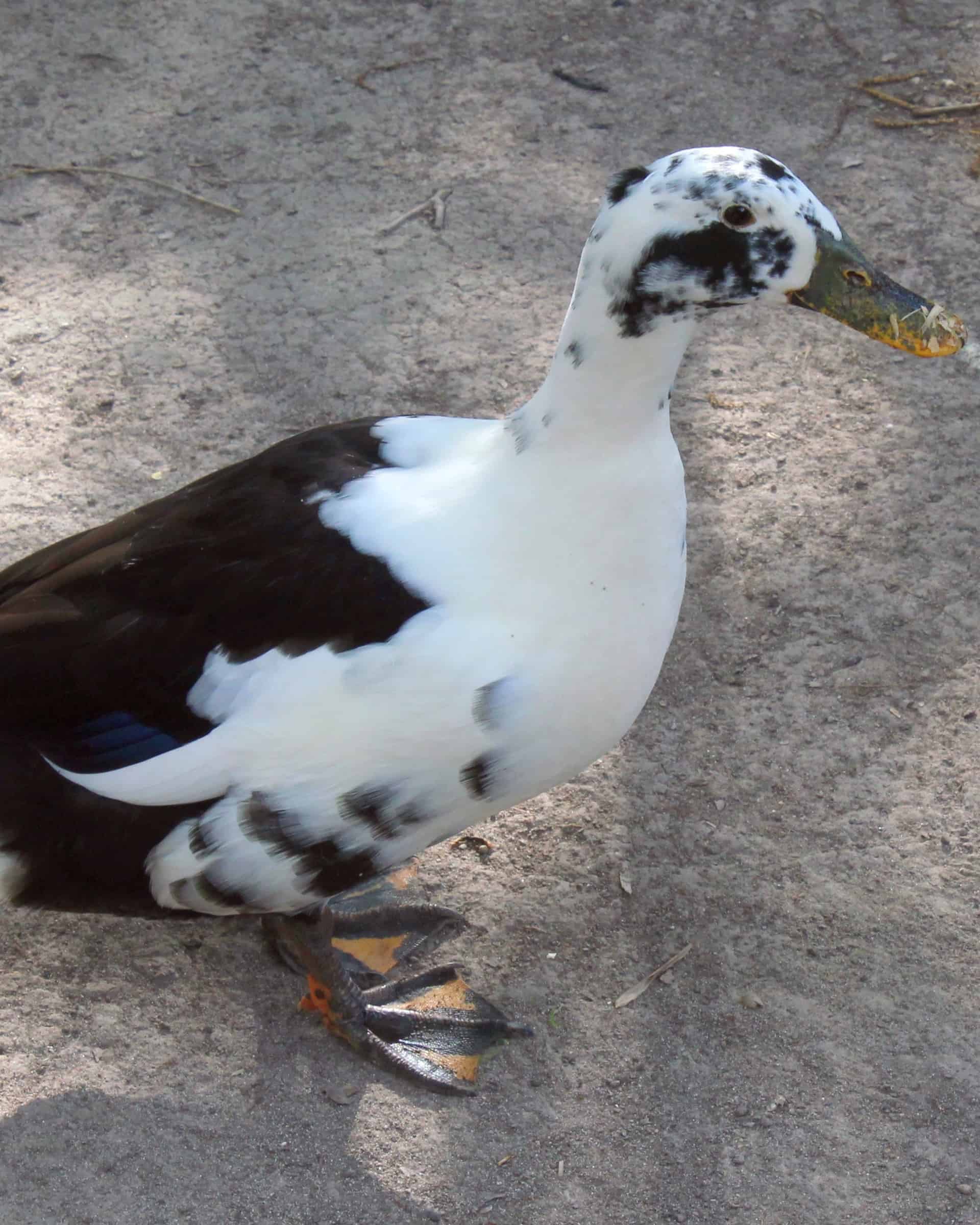 16 Ducks With White Heads (With Pictures & ID Guide)