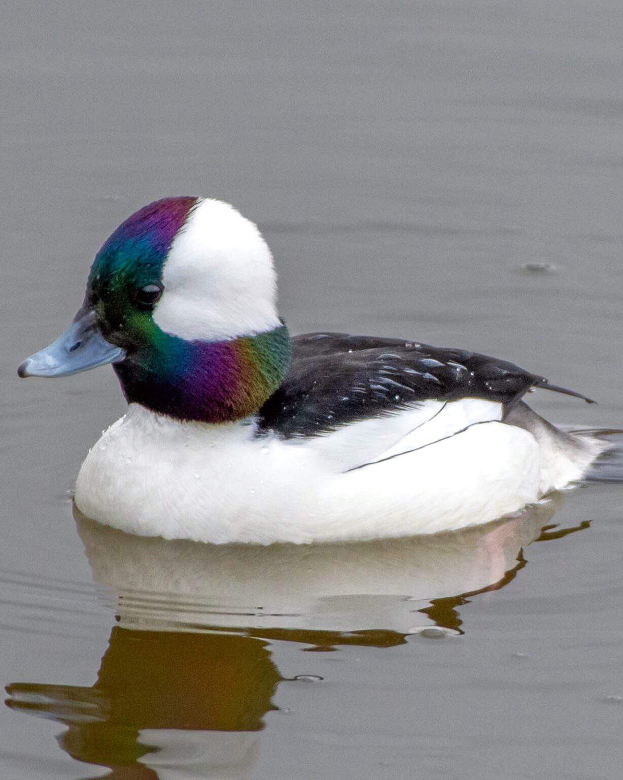16 Ducks With White Heads (With Pictures & ID Guide)