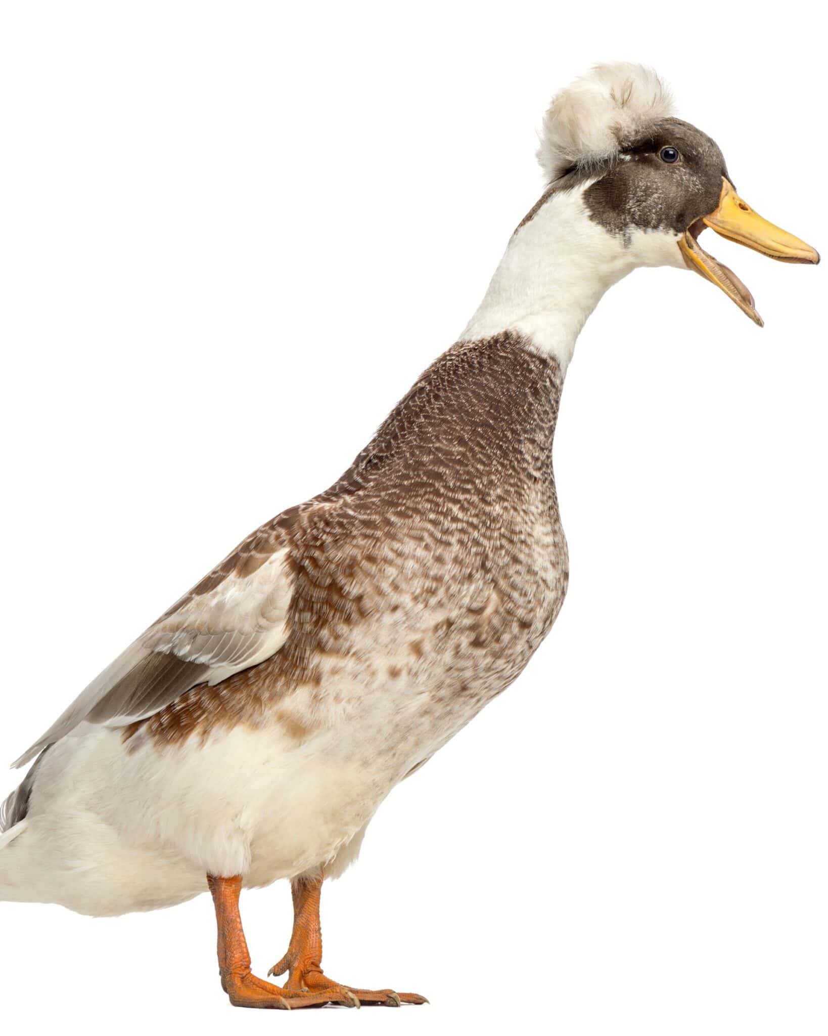 16 Ducks With White Heads (With Pictures & ID Guide)