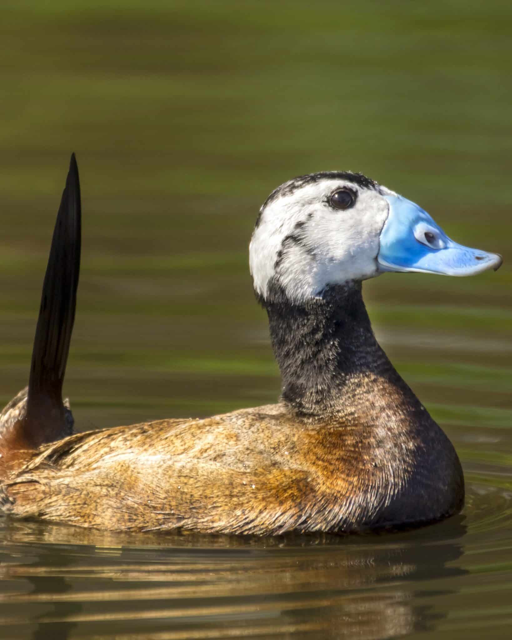 16 Ducks With White Heads (With Pictures & ID Guide)