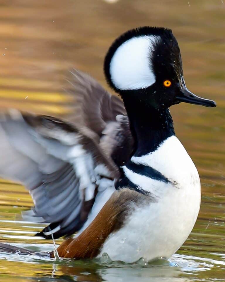16 Ducks With White Heads (With Pictures & ID Guide)