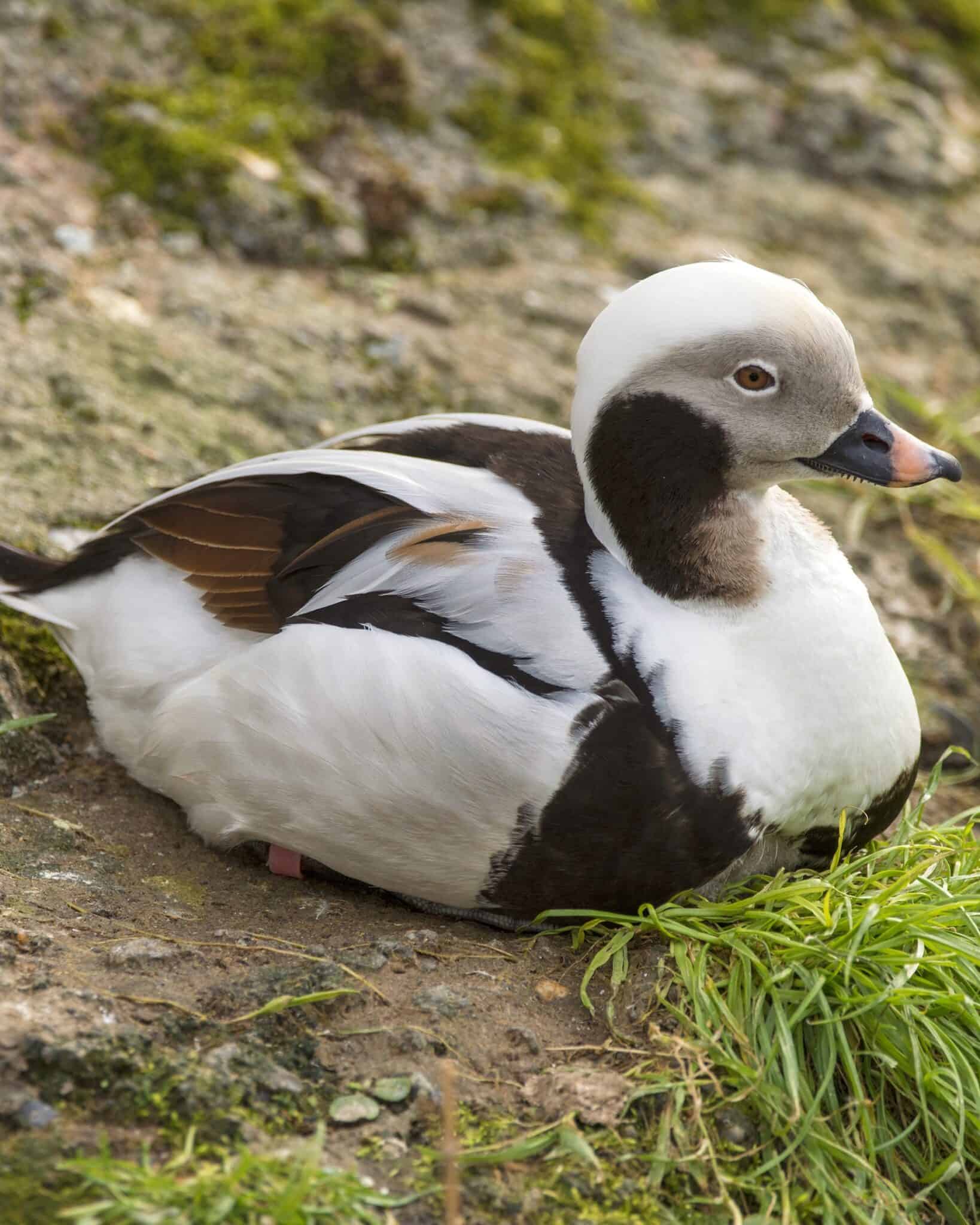 16 Ducks With White Heads (With Pictures & ID Guide)