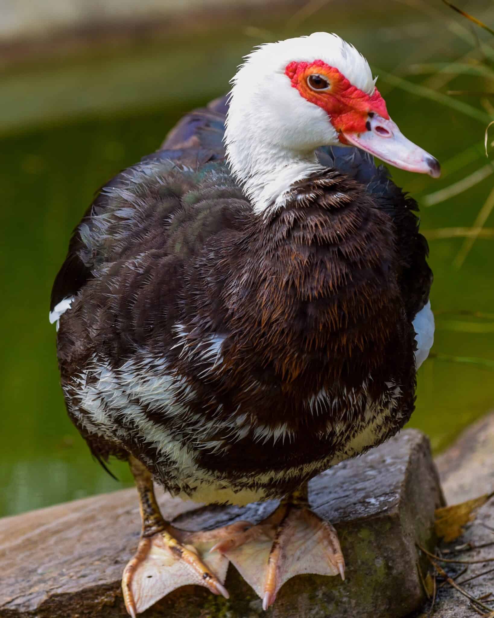 16 Ducks With White Heads (With Pictures & ID Guide)