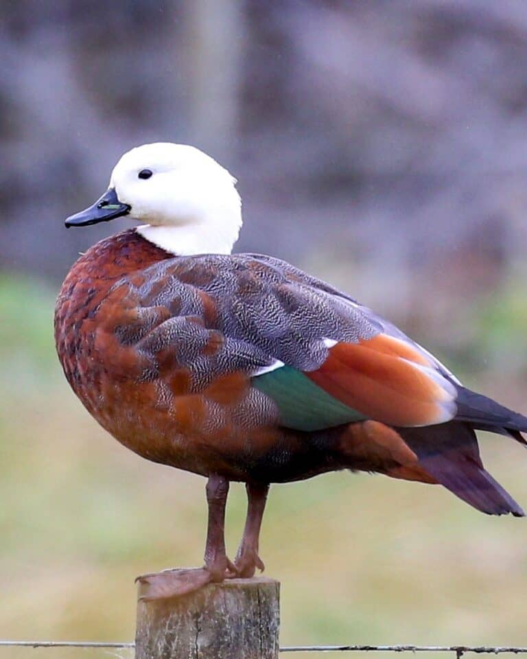 16 Ducks With White Heads (With Pictures & ID Guide)