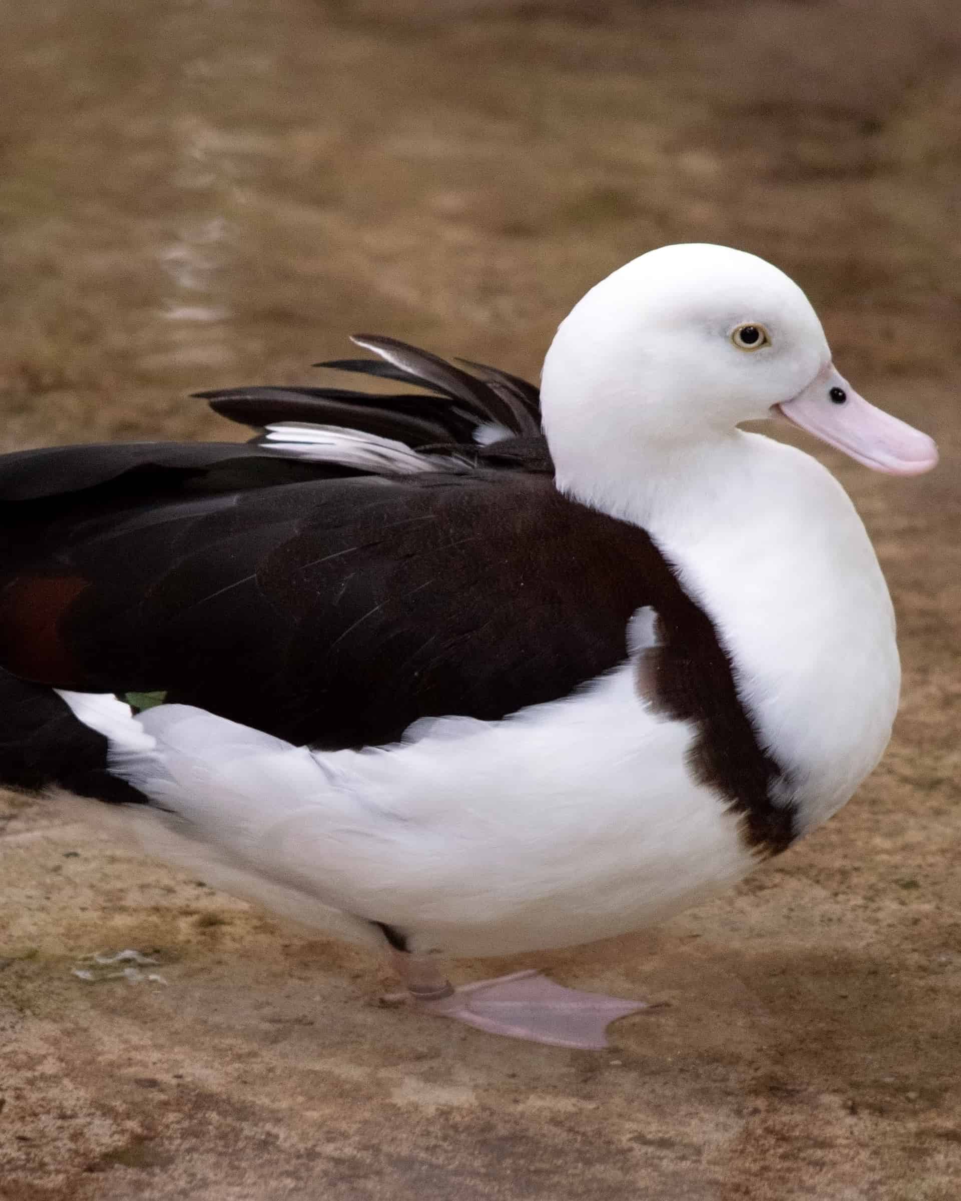 16 Ducks With White Heads (With Pictures & ID Guide)