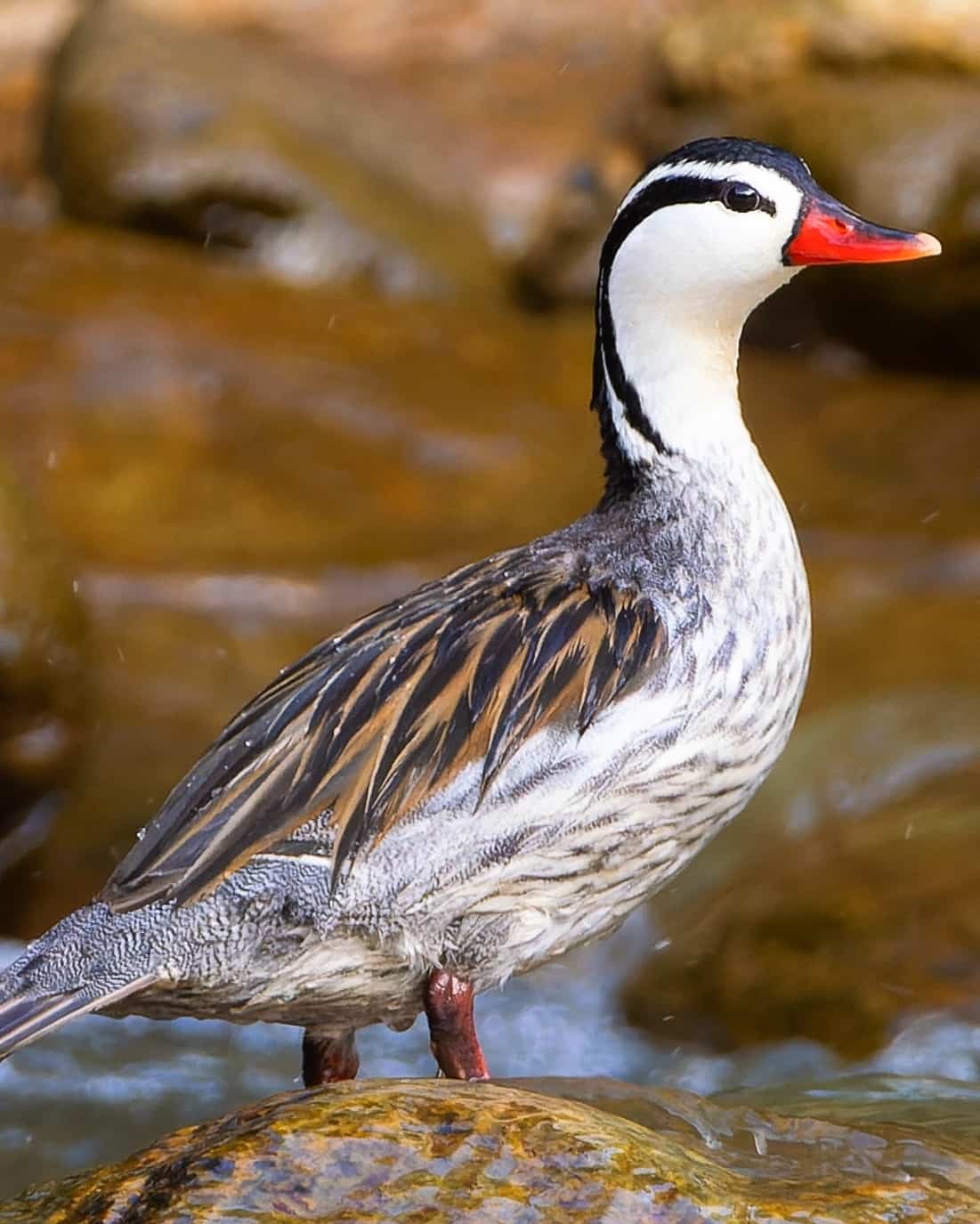 16 Ducks With White Heads (With Pictures & ID Guide)
